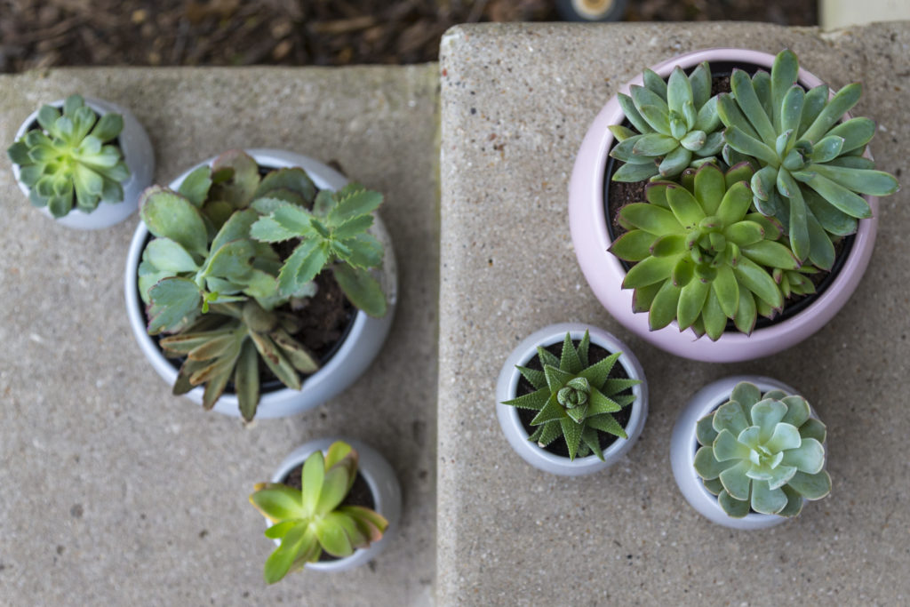 5 Steps to a Garden Re-Do After Summer Scorch - Debug the Myths